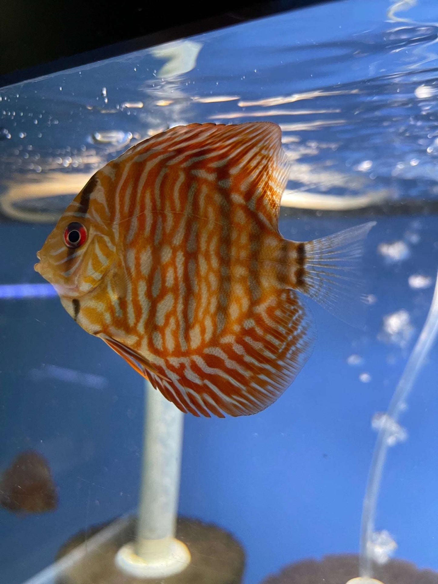 Altum flora discusIntroducing Altum Flora Discus - The Perfect Addition ...