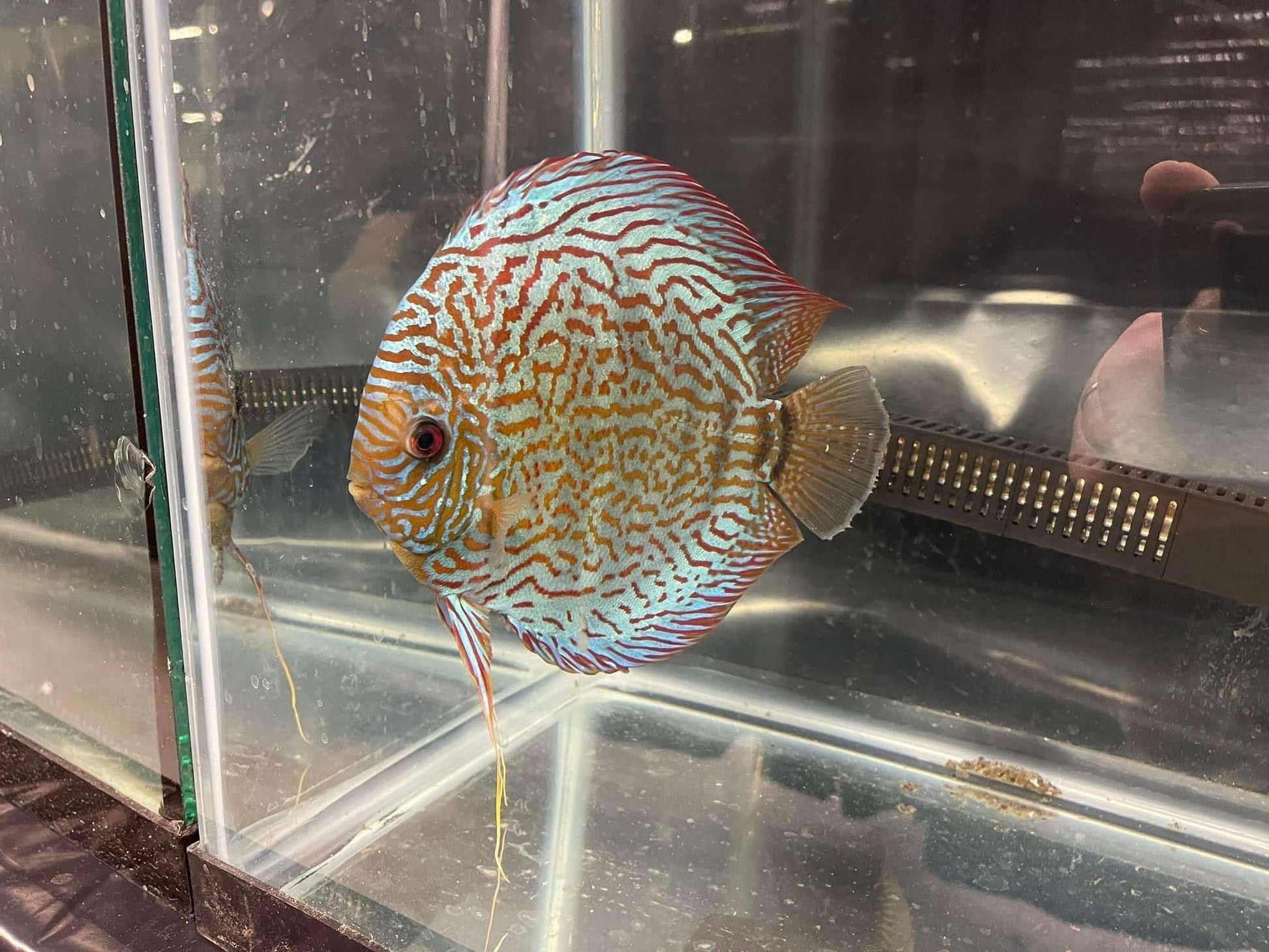 Altum flora discusIntroducing Altum Flora Discus - The Perfect Addition ...