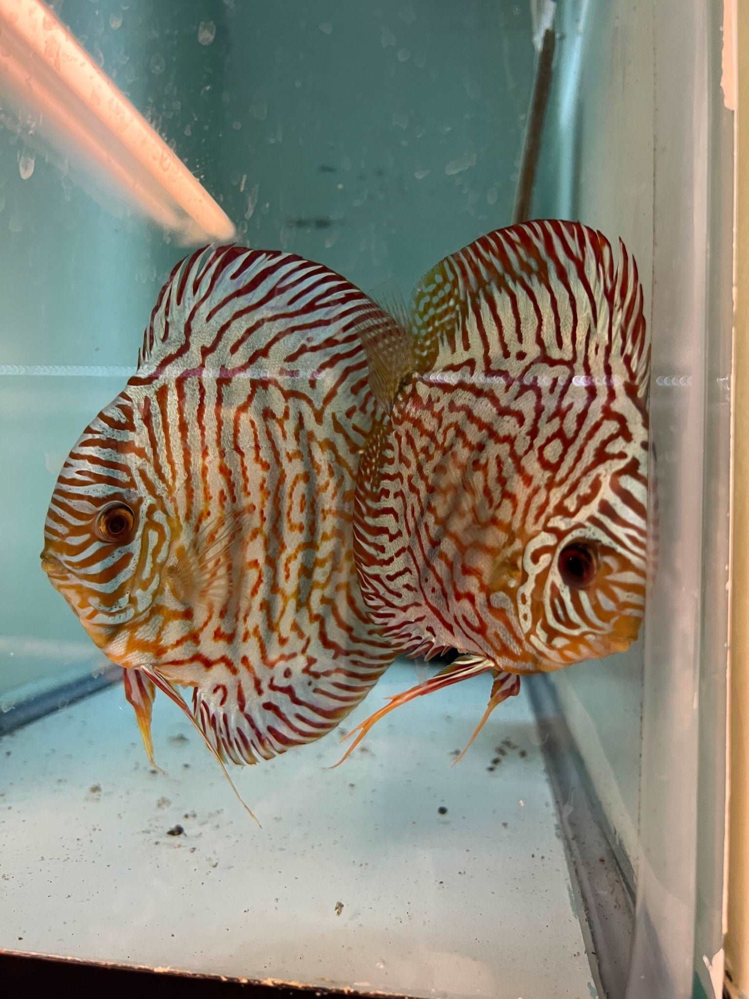 Discus tiger turquoiseIntroducing the Discus Tiger Turquoise Welcome to ...