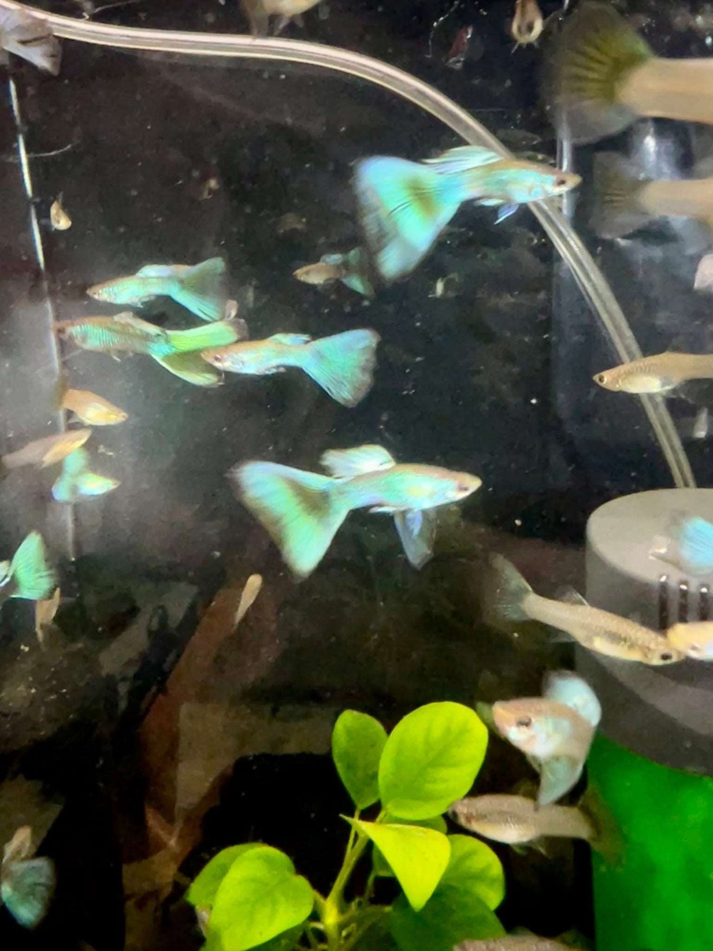 Green Moscow guppy young pairGreen Moscow Guppy Young Pair Introducing ...