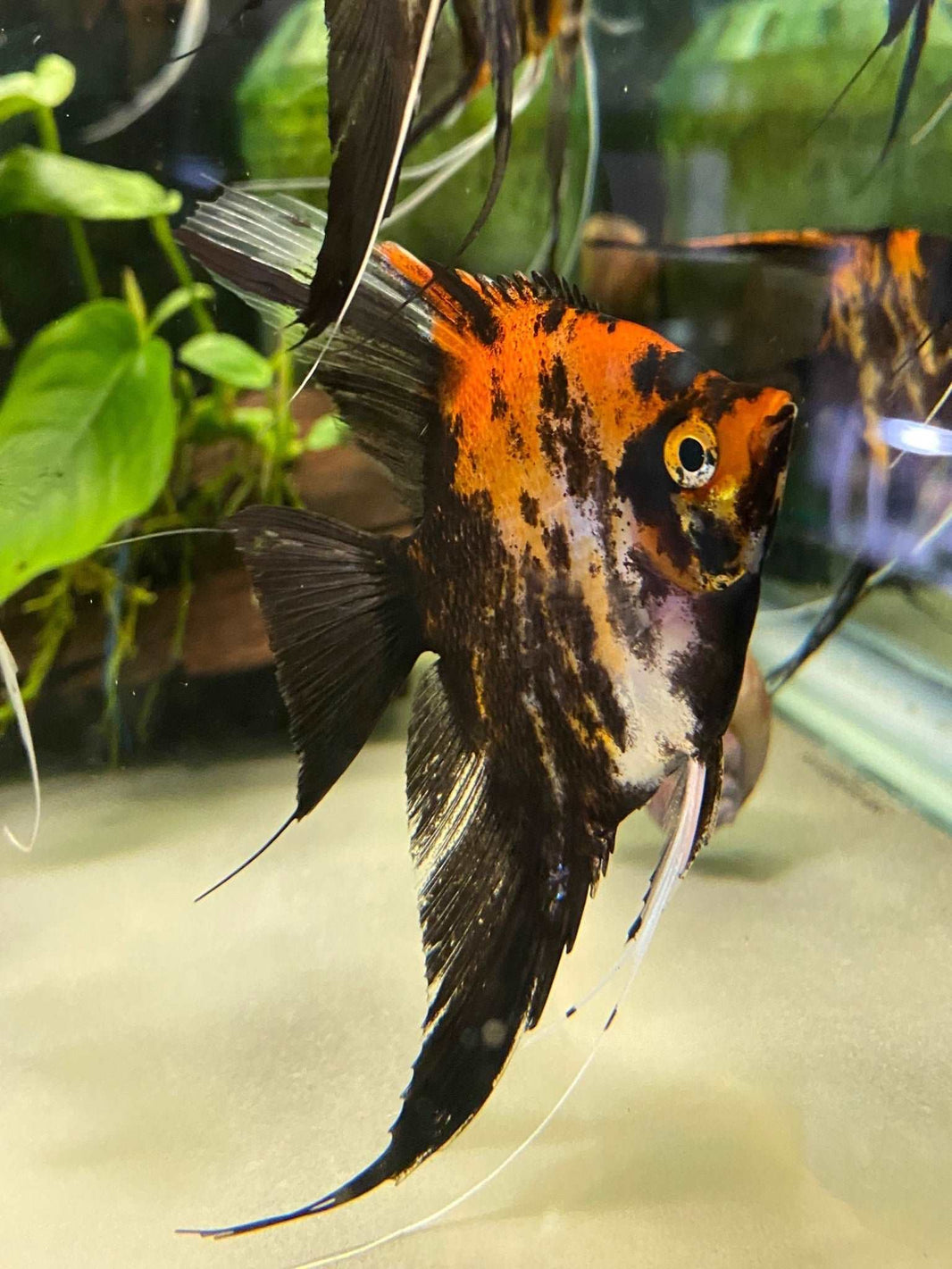 AngelFish Collection - Stunning Aquarium Species