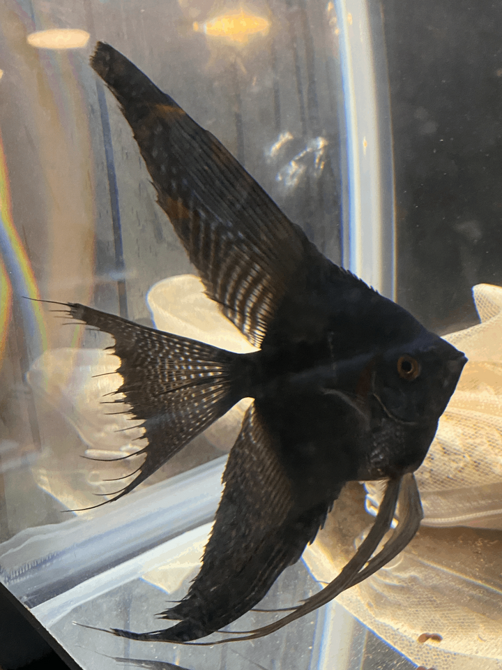 Pinoy Veil Angelfish