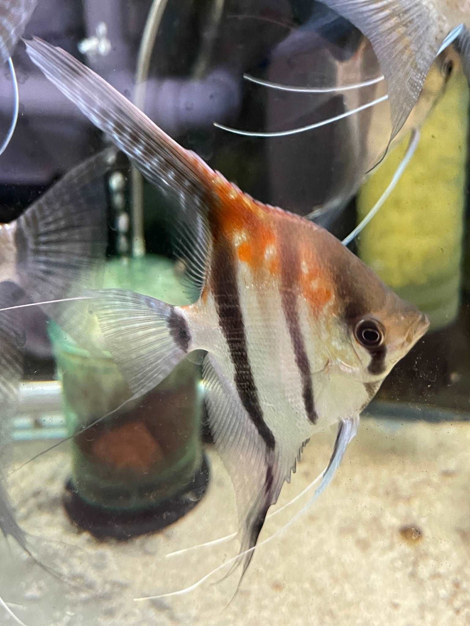 AngelFish Collection - Stunning Aquarium Species