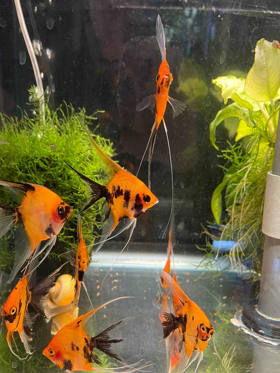 Full orange body Koi Standard