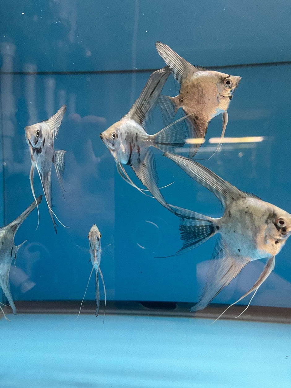 AngelFish Collection - Stunning Aquarium Species