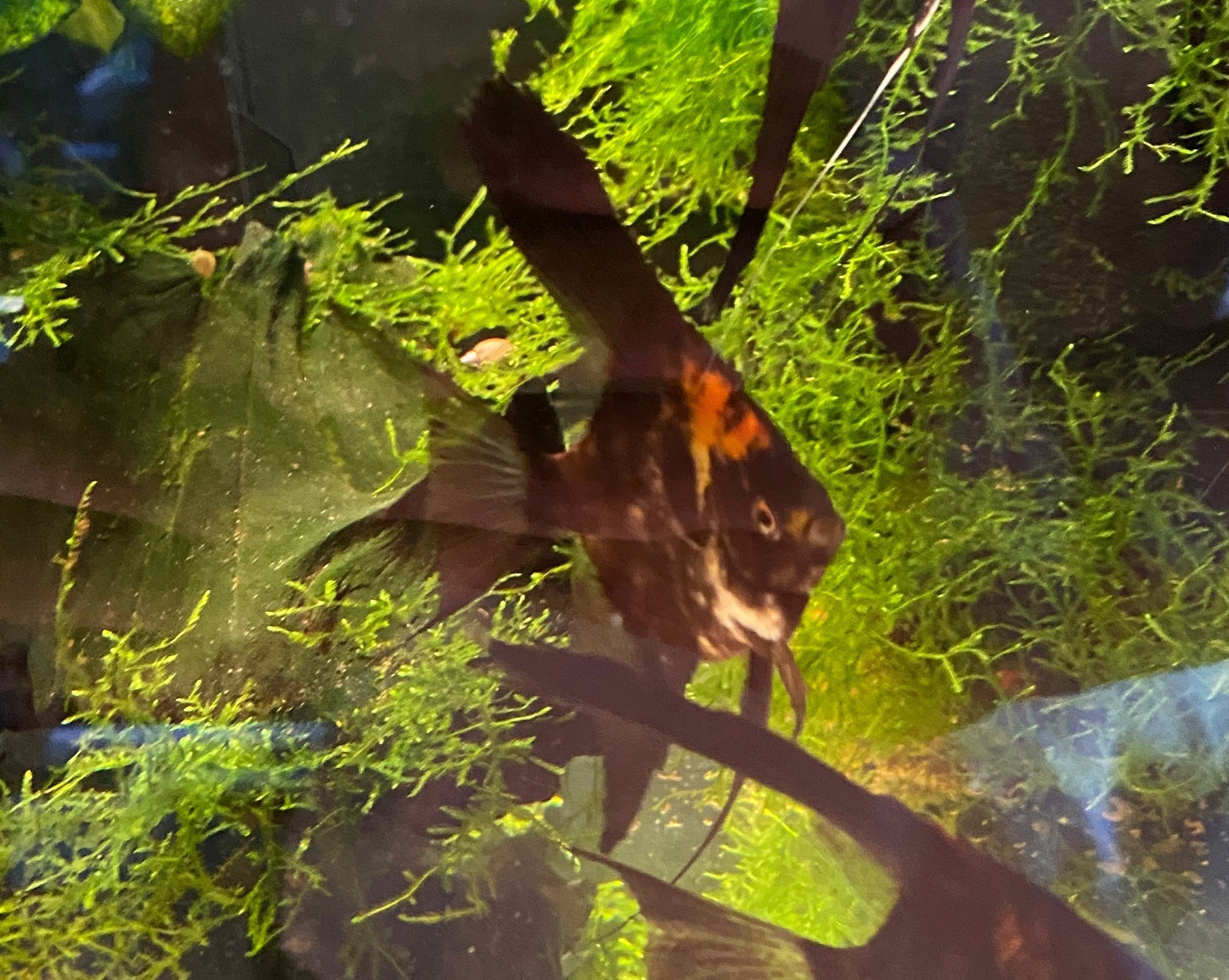 Angelfish Black Splash standard fins – www.AngelfishPro.com