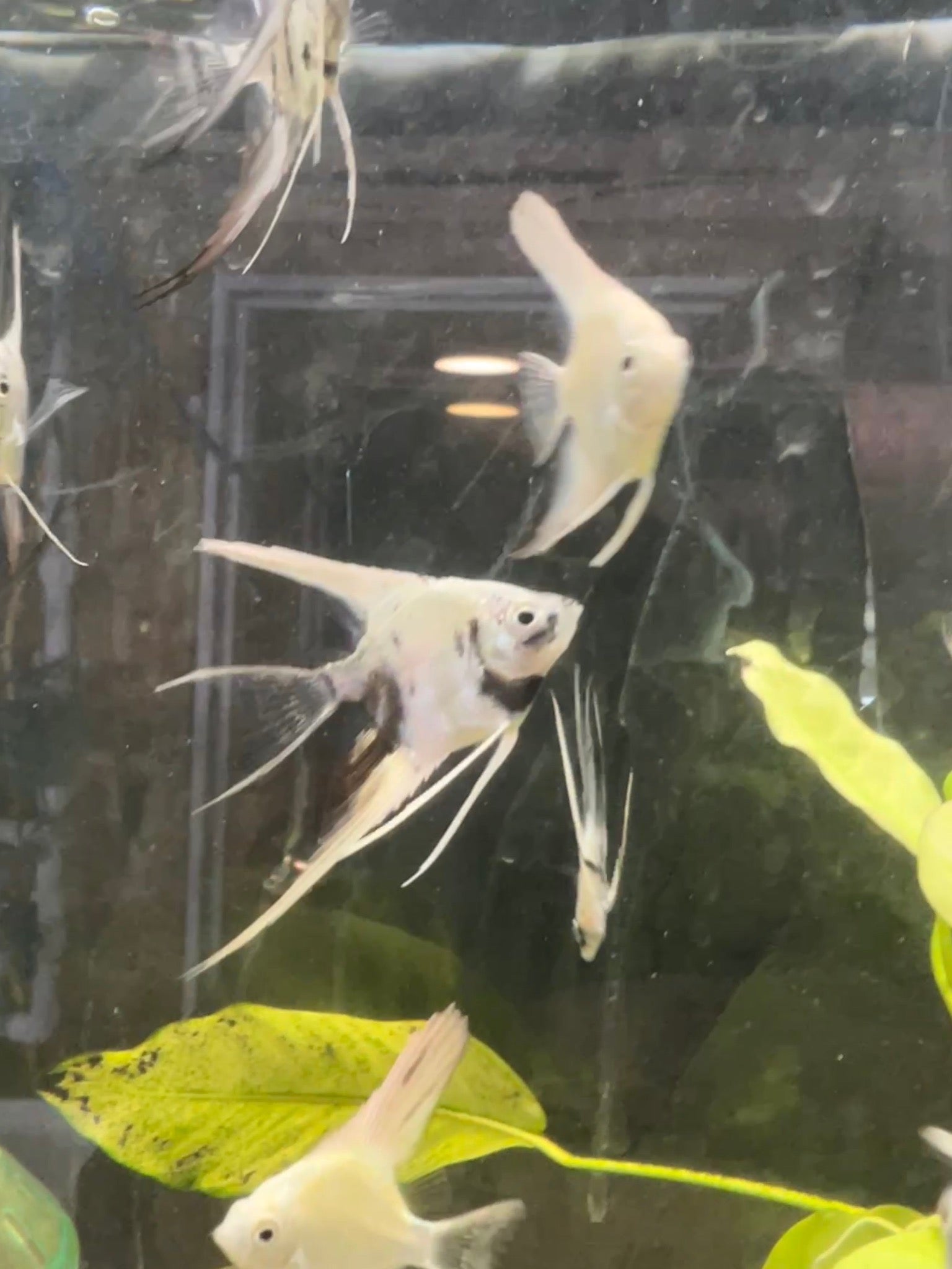 Platinum Panda veil – www.AngelfishPro.com