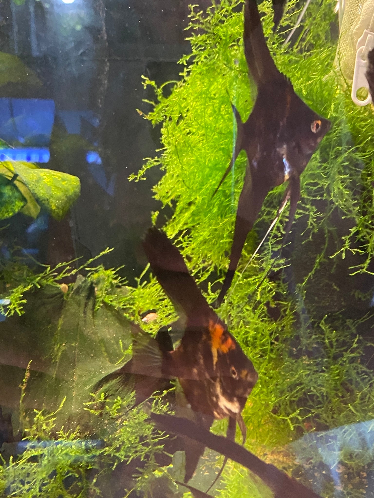 AngelFish – www.AngelfishPro.com